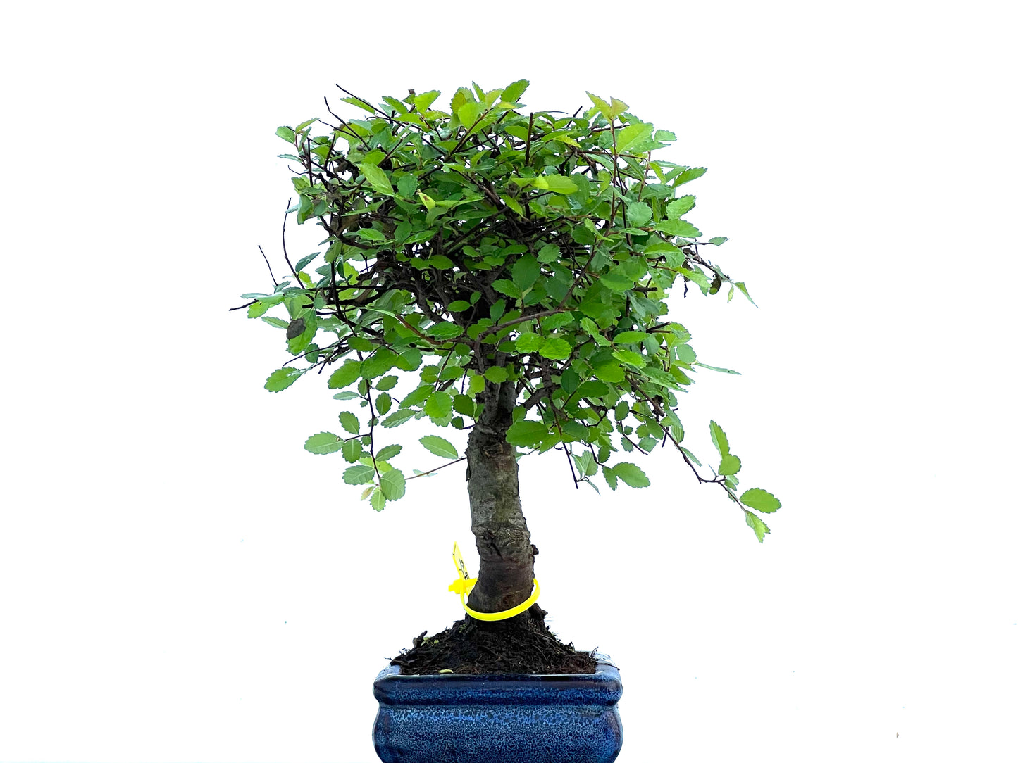 Ulmus Parvifolia 3372 – BoheBonsai