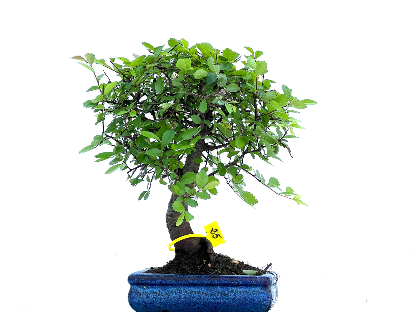 Ulmus Parvifolia 3372 – BoheBonsai