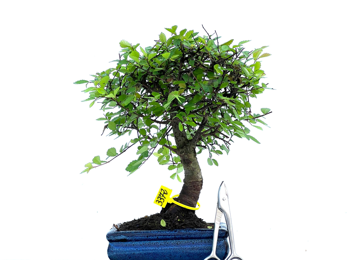 Ulmus Parvifolia 3372 – BoheBonsai