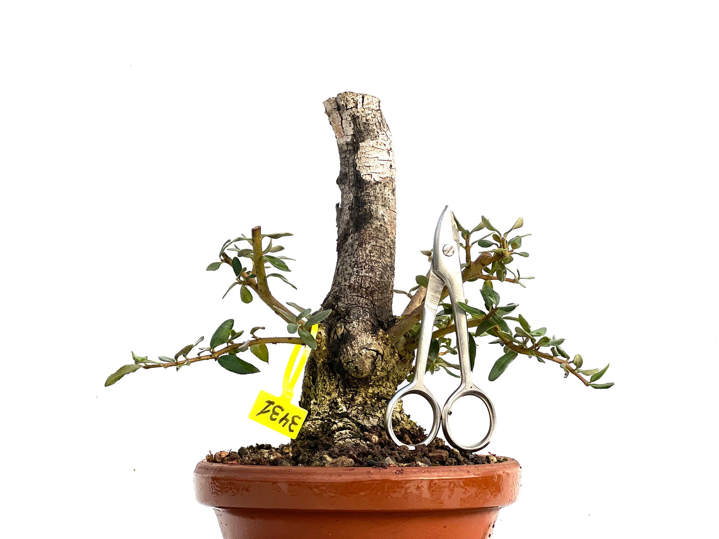 Olea Europaea Sylvestris 3431 – BoheBonsai