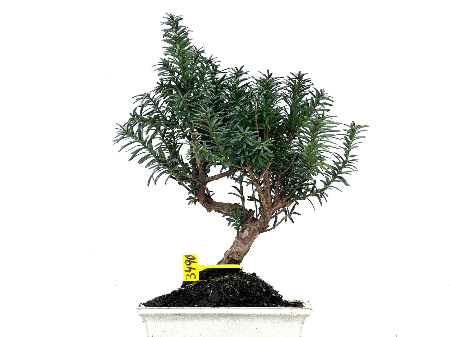 Taxus Baccata 3490 – BoheBonsai