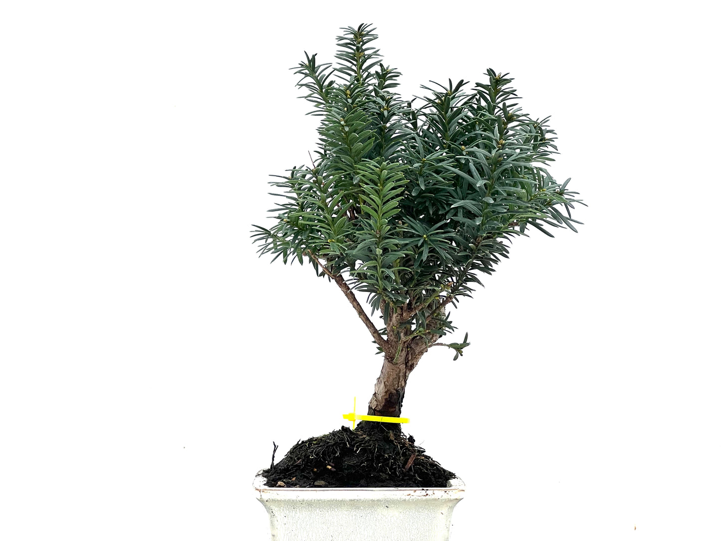Taxus Baccata 3490 – BoheBonsai