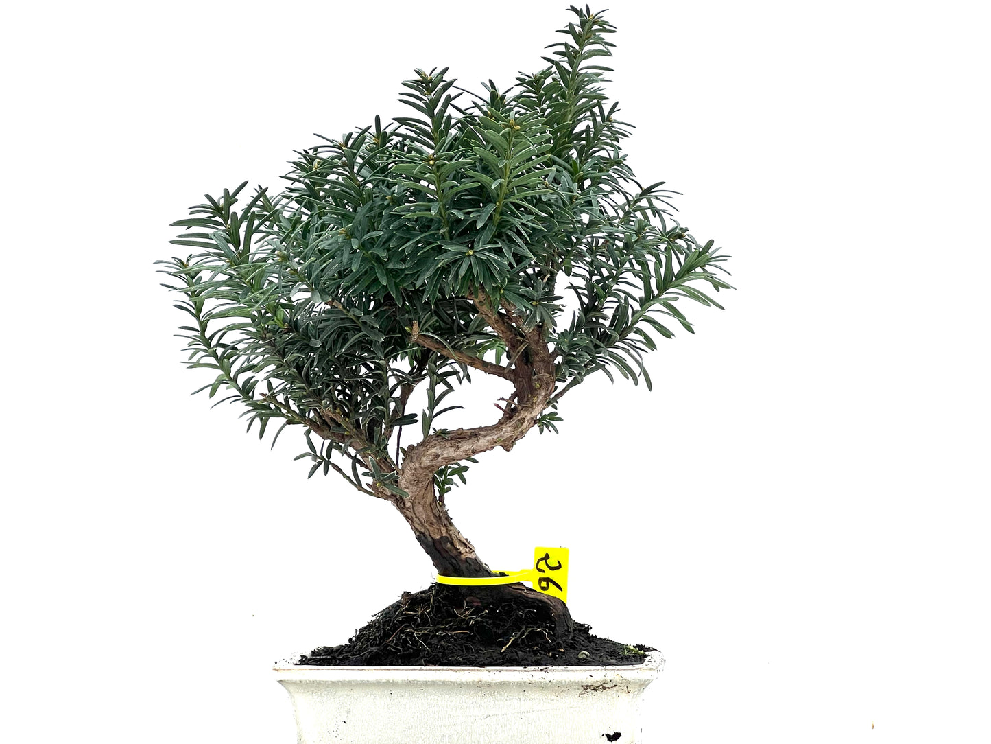 Taxus Baccata 3490 – BoheBonsai