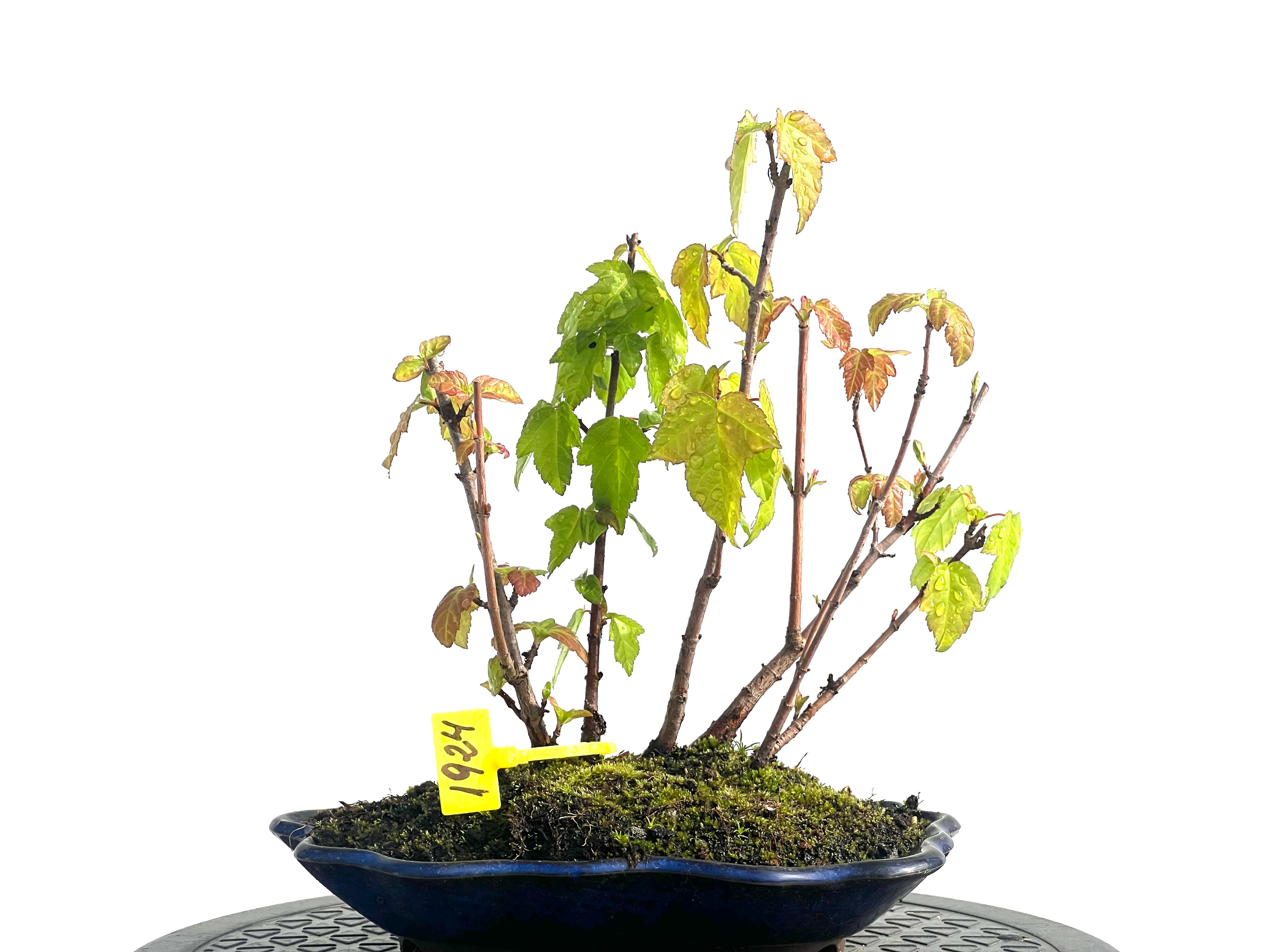 Bosque Arce Ginnala 1924 – BoheBonsai