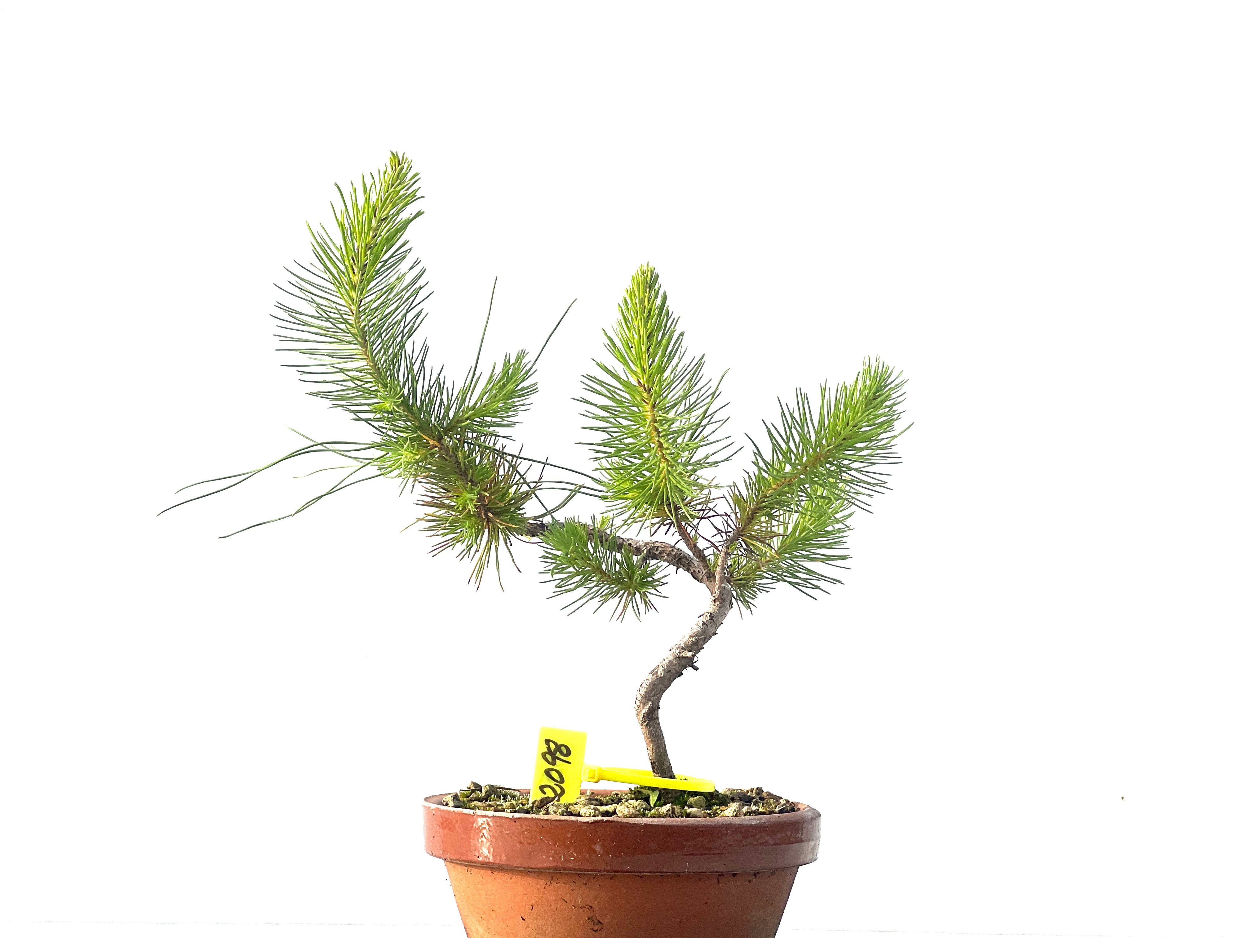 Pinus Pinea 2098 – BoheBonsai