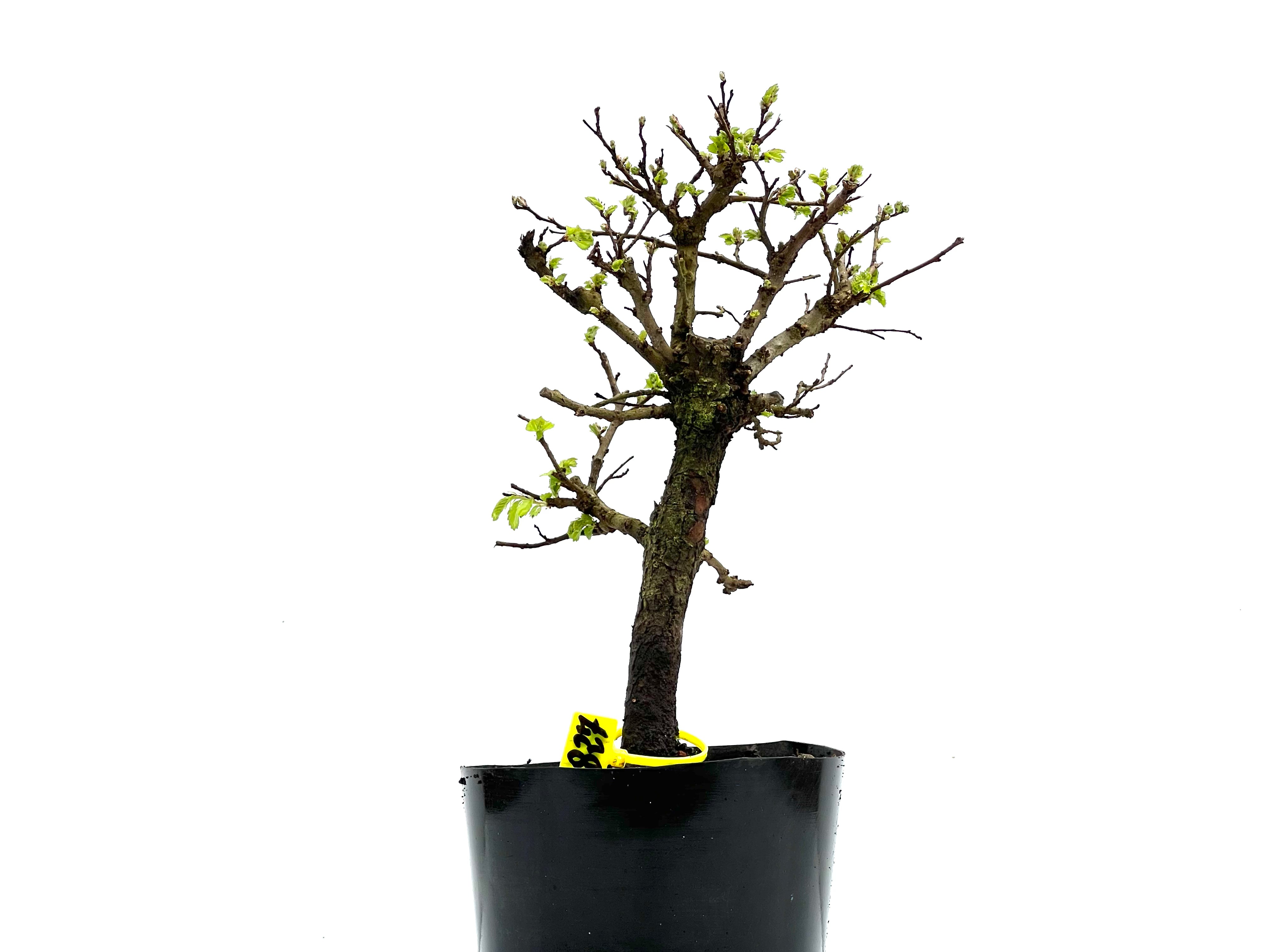 Olmo Nire Keyaki 3827 – BoheBonsai
